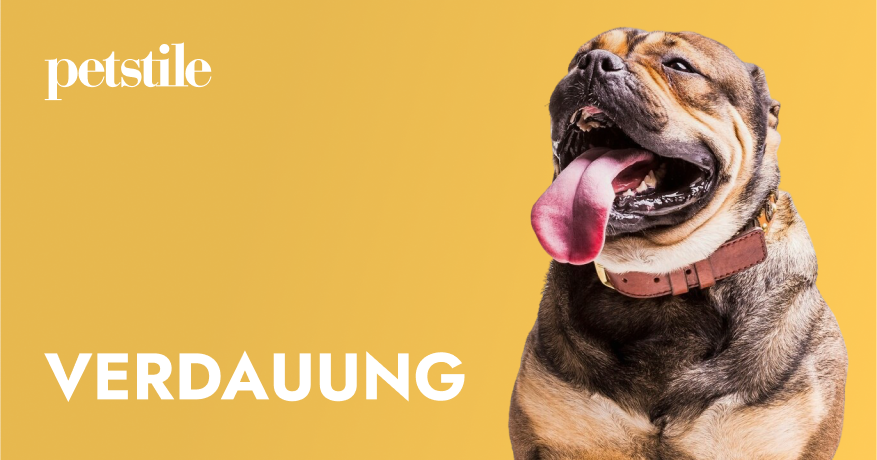 Verdauung - Petstile